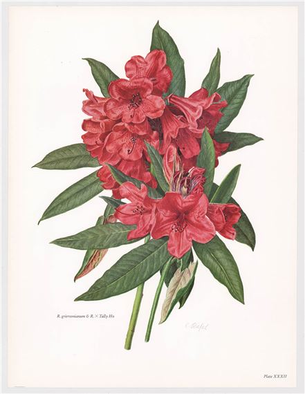 Carlos von Riefel | Floral | MutualArt