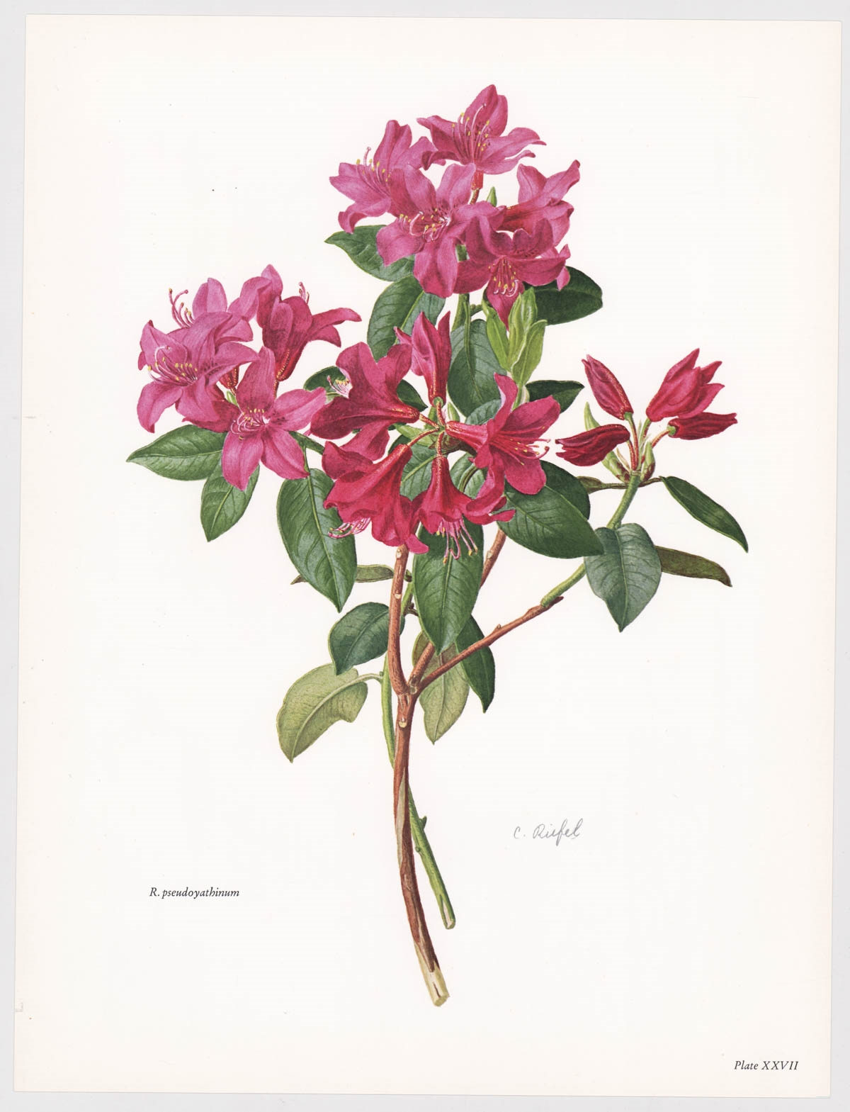 Carlos von Riefel | Floral | MutualArt