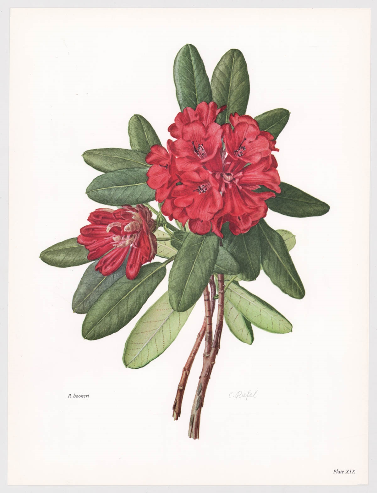 Carlos von Riefel | Floral | MutualArt