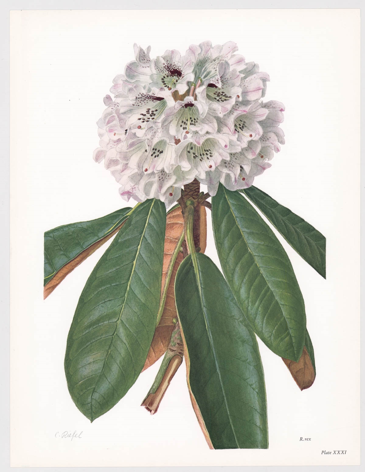 Carlos von Riefel | Floral | MutualArt