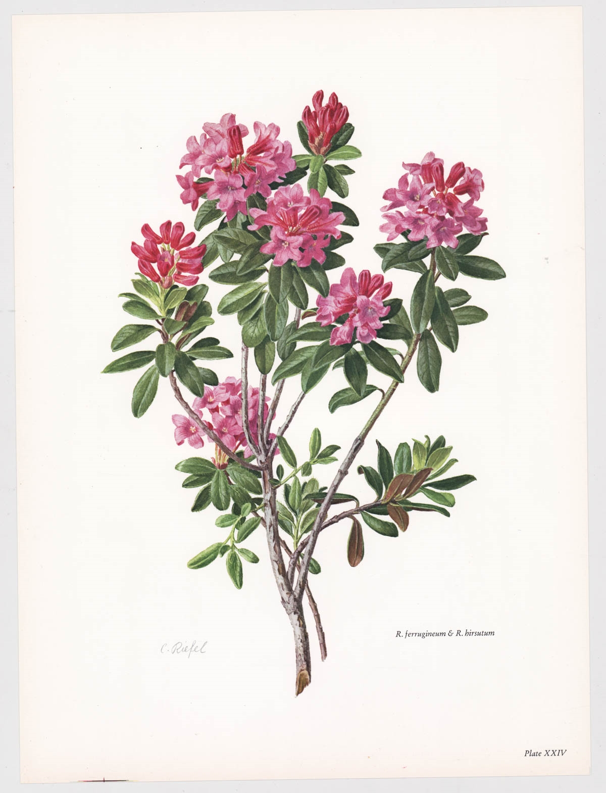 Carlos von Riefel | Floral | MutualArt