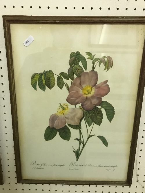 Pierre-Joseph Redoute | Roses and Other Botanical Studies | MutualArt