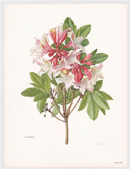 Carlos von Riefel | Floral | MutualArt