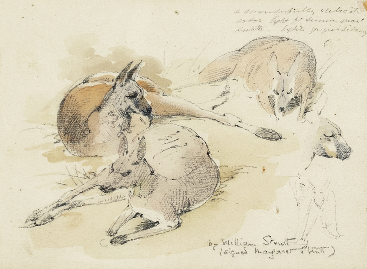William Strutt | Kangaroos from an Australian Sketch Book (1850 - 1862 ...