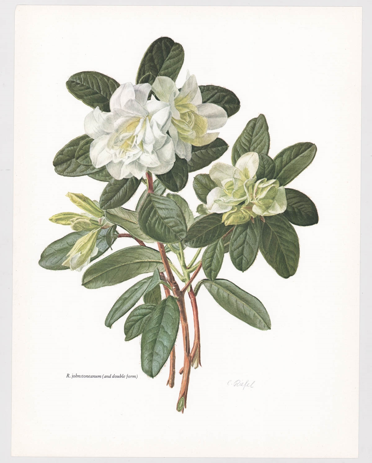 Carlos von Riefel | Floral | MutualArt