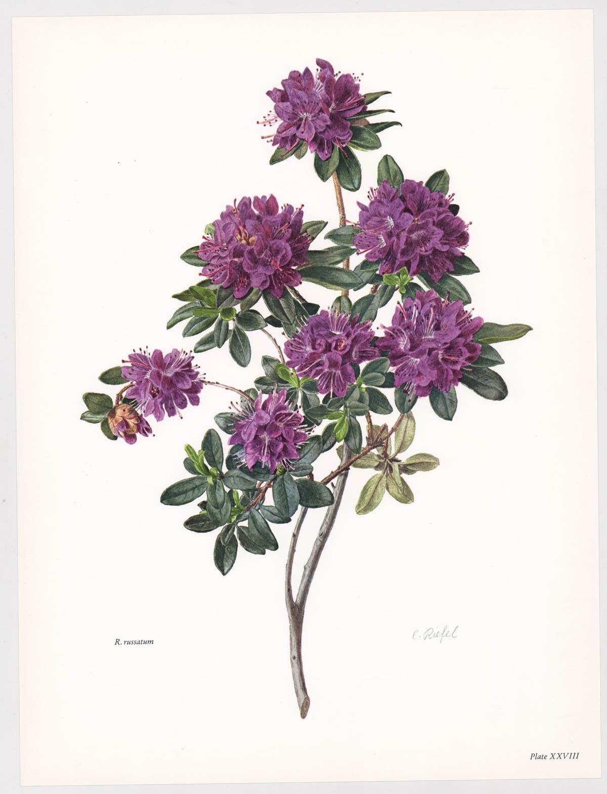 Carlos von Riefel | Floral | MutualArt