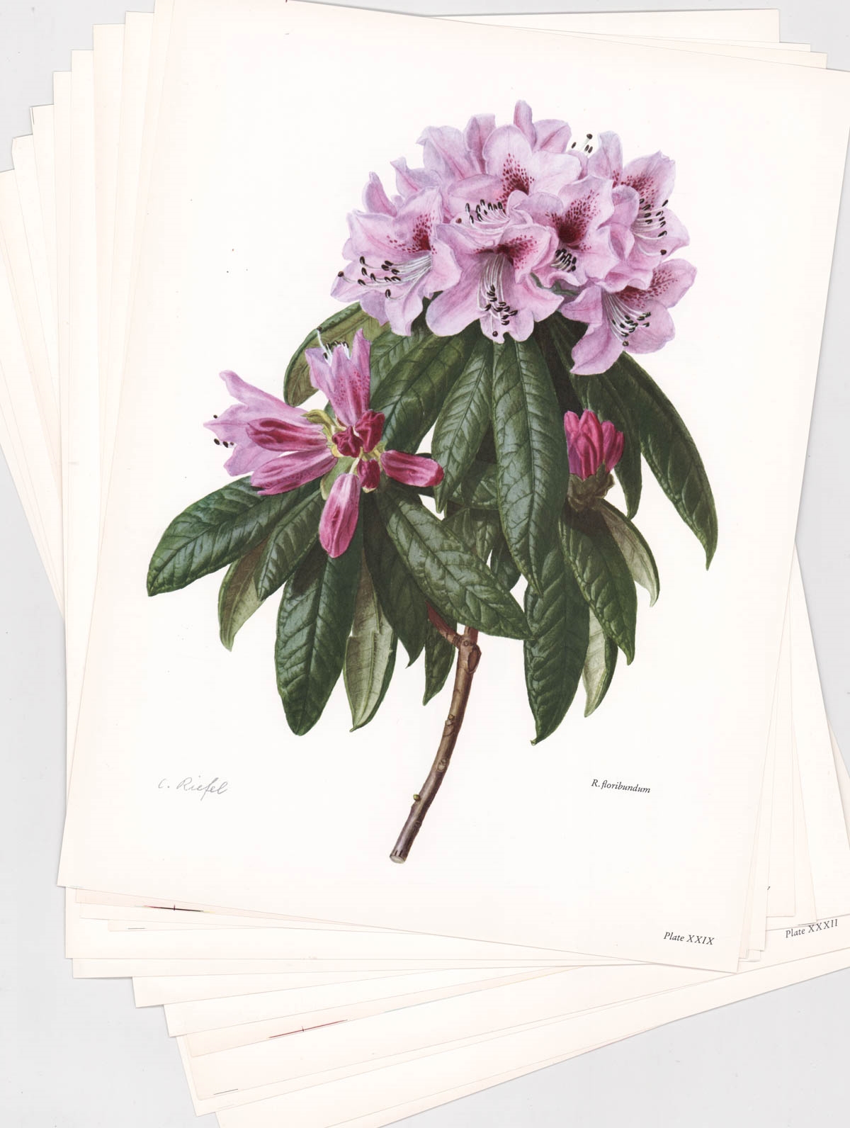 Carlos von Riefel | Floral | MutualArt