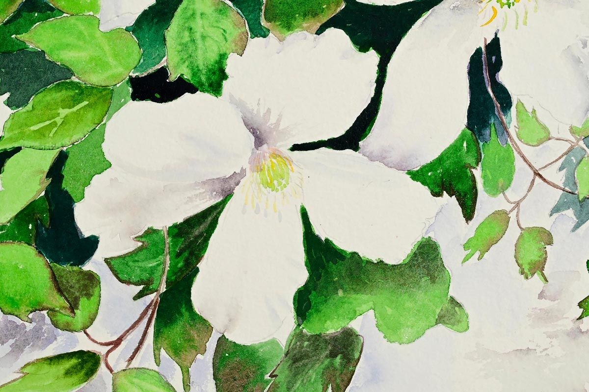 Lorraine Kidd | Still Life - White Clematis | MutualArt