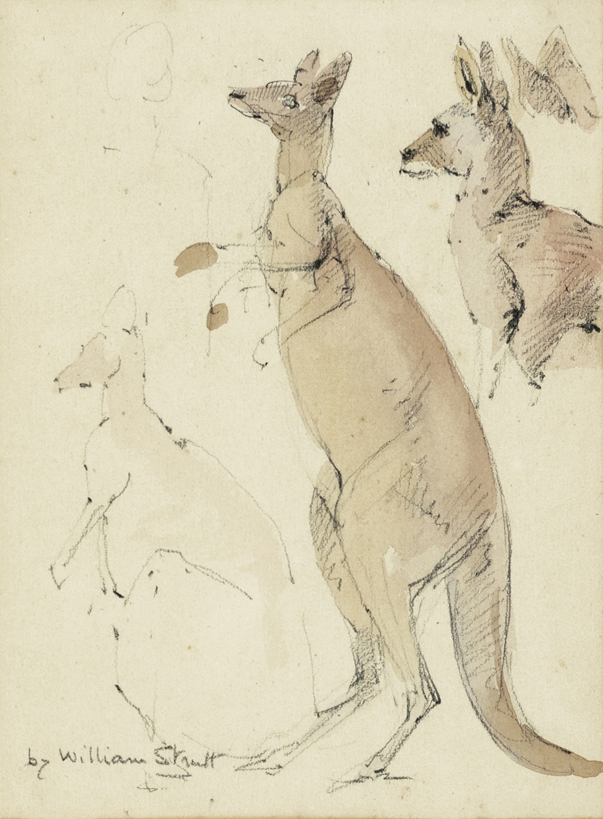 William Strutt | Kangaroos from an Australian Sketch Book (1850 - 1862 ...
