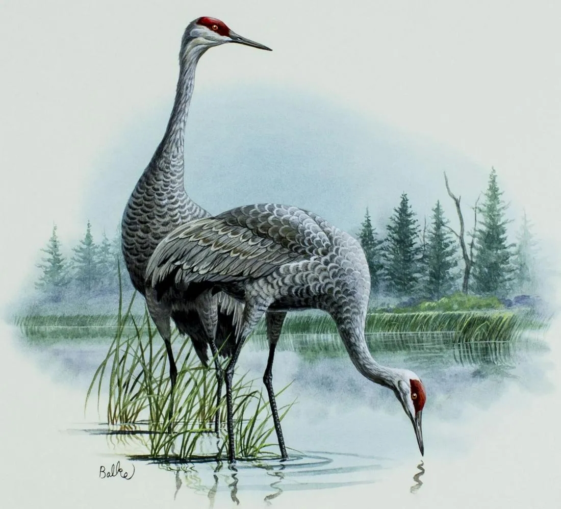 Don Balke | Birds - Sandhill Crane (1985) | MutualArt