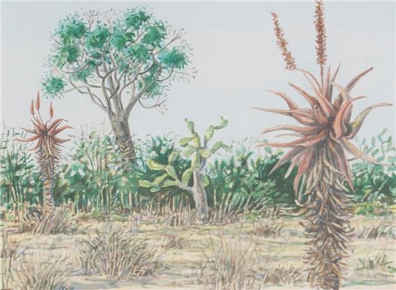 Carl Becker | Carl Becker (South African 1956 - ) CUSSONIA AND ALOE (96 ...