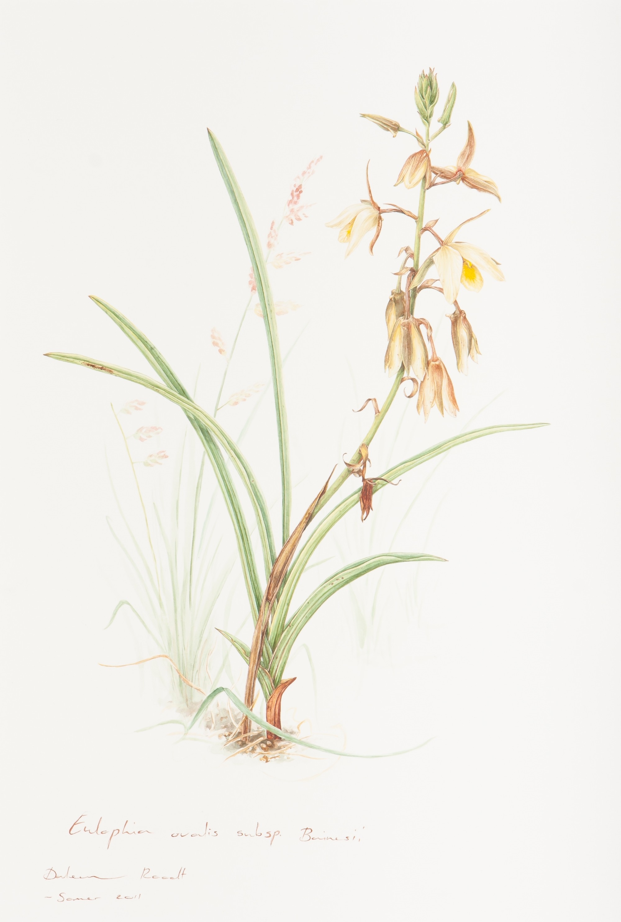 Daleen Rood | Daleen Roodt (South African 20th Century) EULOPHIA OVALIS ...