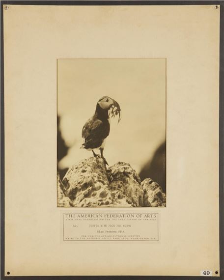 Frances Pitt | 1 Artworks at Auction | MutualArt