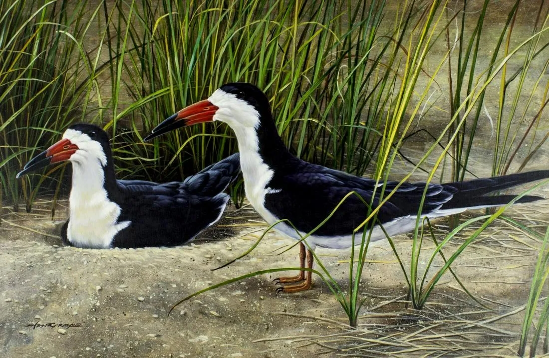Henry Roland | Black Skimmer Bird | MutualArt