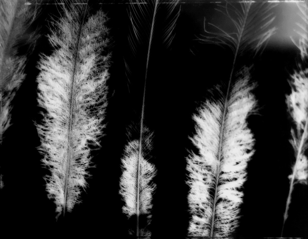Fiona Pardington | Ruaoa Moa Feathers (2006) | MutualArt
