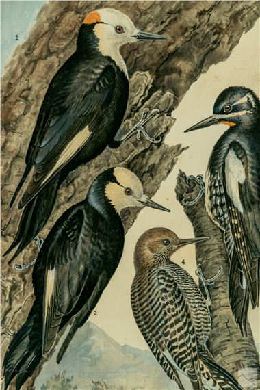 George Miksch Sutton | An ornithological bird study depicting four (4 ...