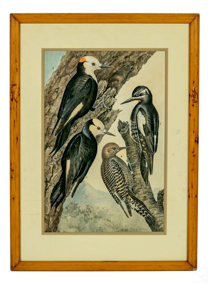 George Miksch Sutton | An ornithological bird study depicting four (4 ...
