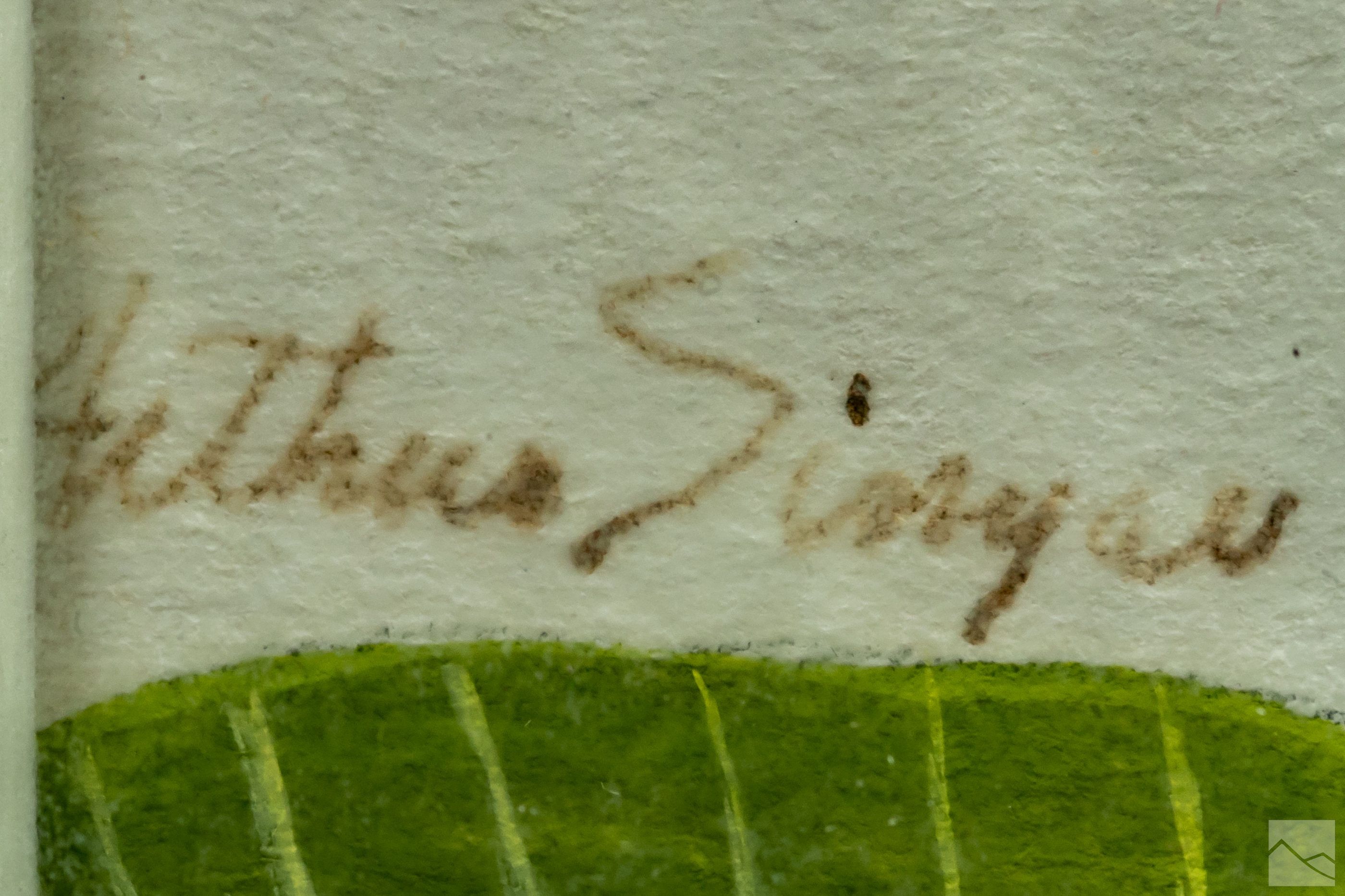 Arthur B. Singer | A colorful ornithological study depicting seven (7 ...