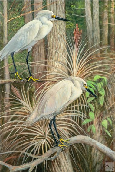 Jim Foote | Depicts a pair of Snowy Egret birds perched on a branch in ...