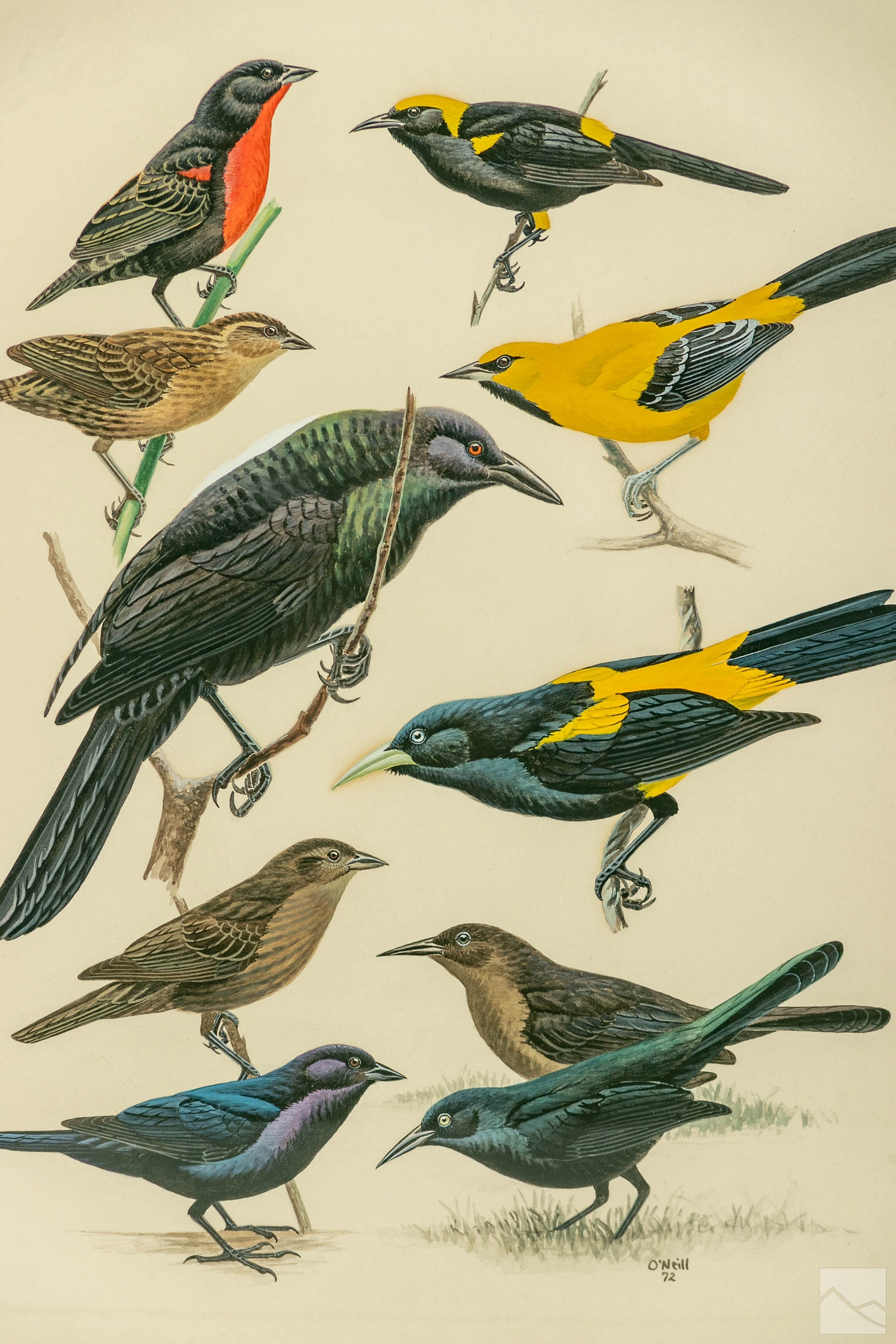John P. O'Neill | Ornithological study depictions of various birds ...