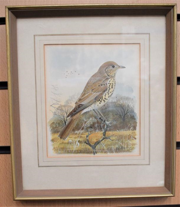 Peter Hayman | A woodcock in flight; A song thrush | MutualArt