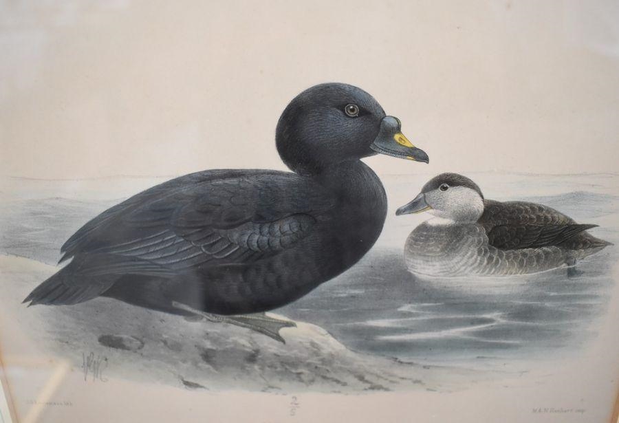 Johannes Gerardus Keulemans | Collection of various species of bird ...