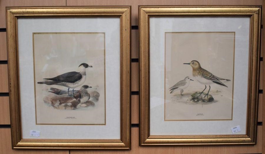 Johannes Gerardus Keulemans | Collection of various species of bird ...