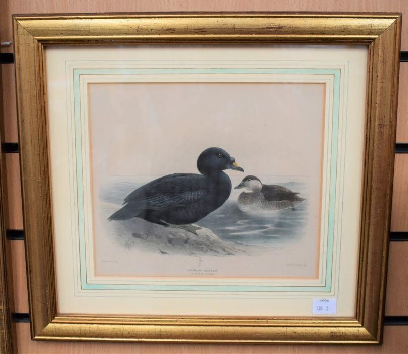 Johannes Gerardus Keulemans | Collection of various species of bird ...