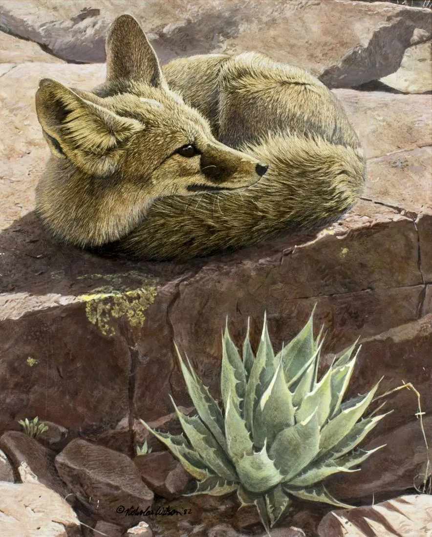 Nicholas Wilson | Resting Coyote (1982) | MutualArt