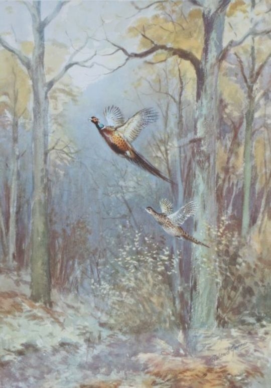 Roland Green | Pheasant Alighting | MutualArt