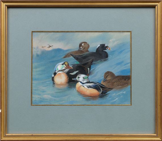 Archibald Thorburn | King Eider, Surf-Scoter and Steller's Eiders (1925 ...
