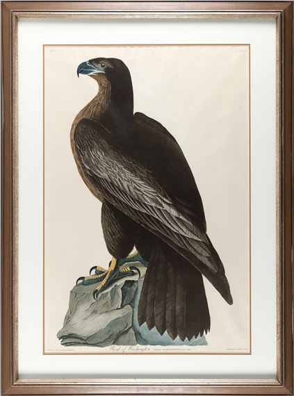 John James Audubon | BIRD OF WASHINGTON | MutualArt