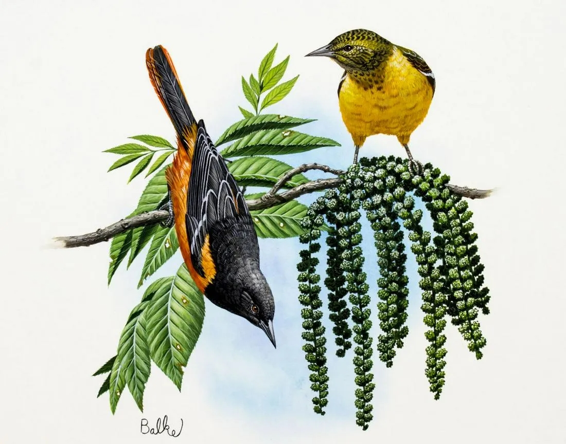 Don Balke | Birds - Baltimore Oriole (1981) | MutualArt