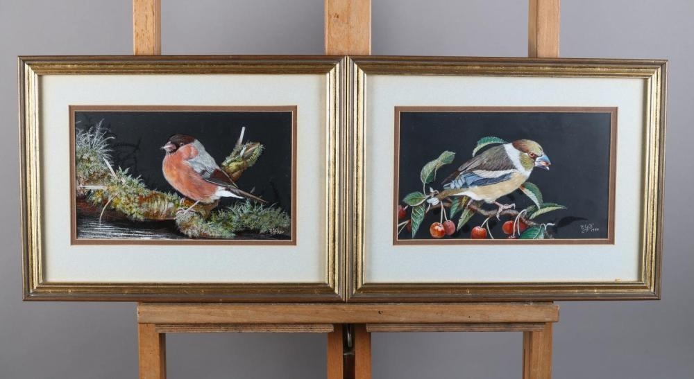 Elizabeth Garnett-Orme | Study of a bull finch collecting moss, study ...