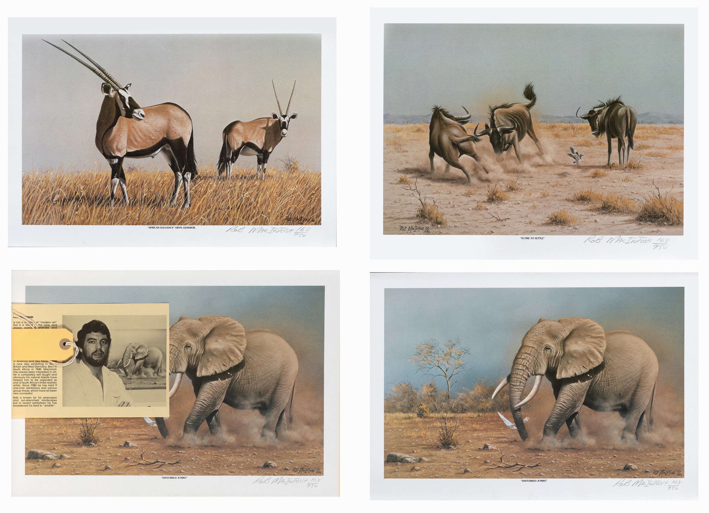 Robert Macintosh | South African Wildlife Series | MutualArt