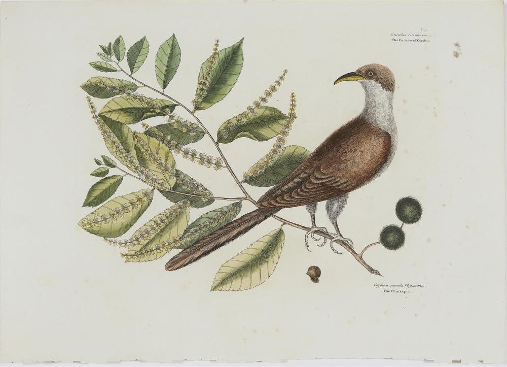 Mark Catesby | THE CUCKOW OF CAROLINA AND THE CHINKAPIN (from The ...