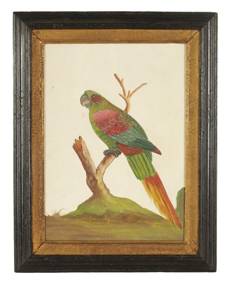 Samuel Dixon | BIRD PORTRAIT OF A PARROT | MutualArt