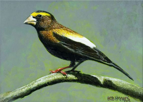 Bob Haynes | Biography