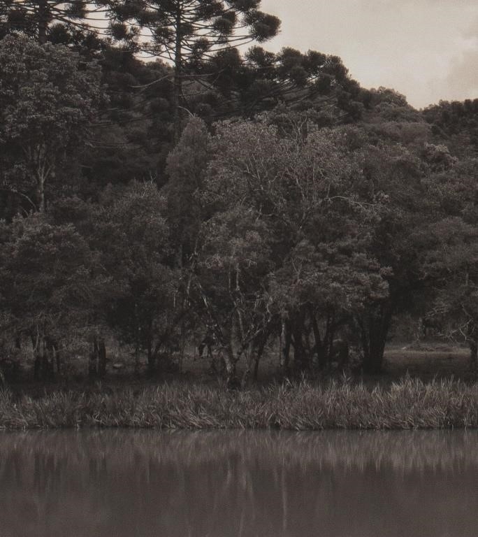 Valdir Cruz | Paisagem com Cavalo Branco | MutualArt