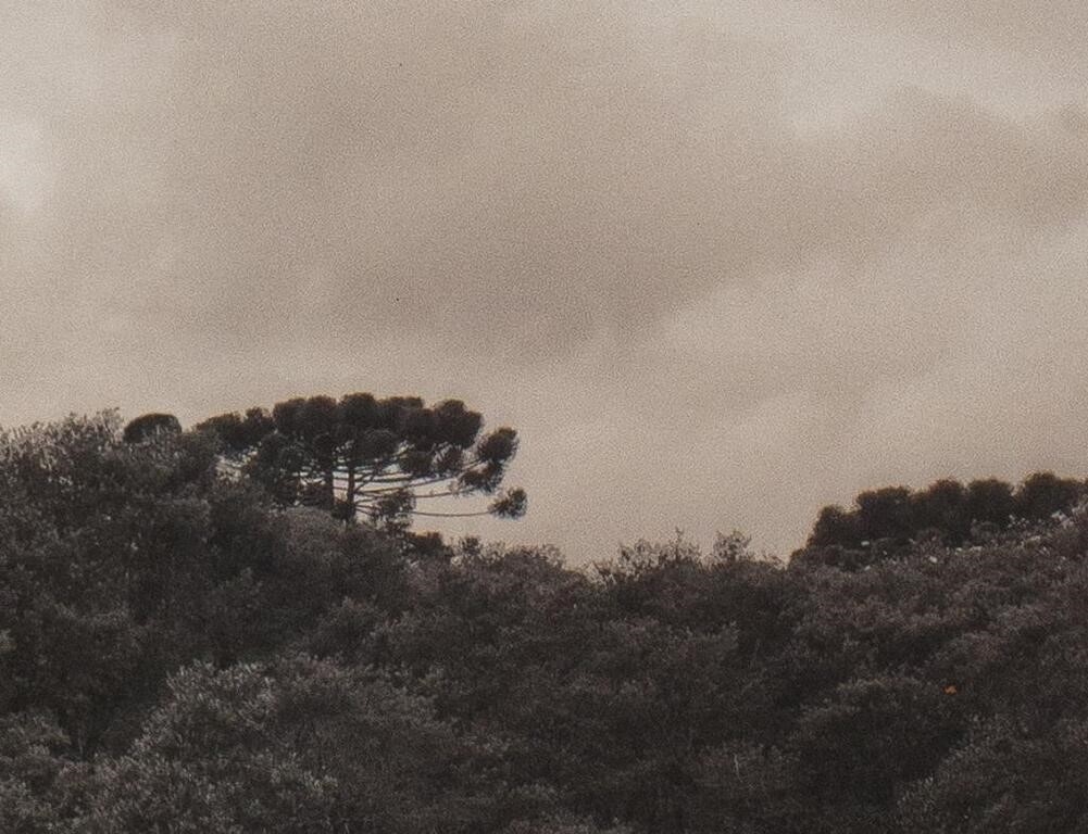 Valdir Cruz | Paisagem com Cavalo Branco | MutualArt