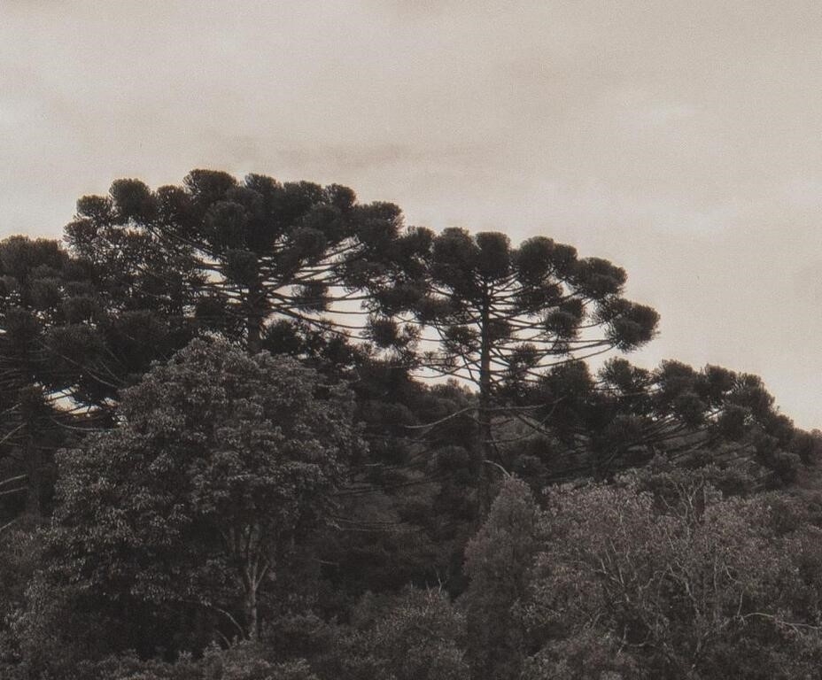 Valdir Cruz | Paisagem com Cavalo Branco | MutualArt