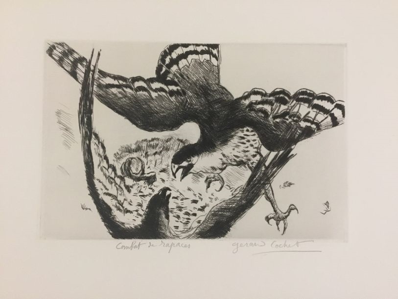 Gérard Cochet | Combat de rapace | MutualArt