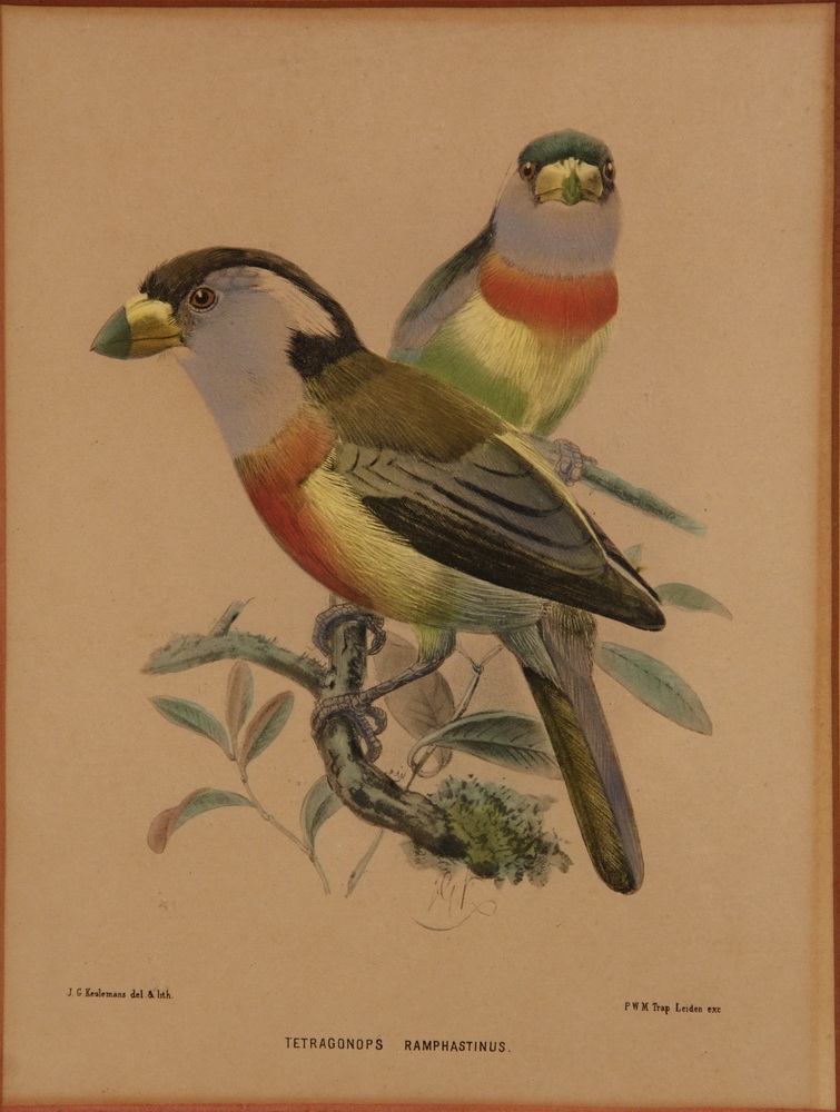 Josef Wolf | JOSEPH WOLF (1820-1899) AFTER - Two Ornithological Prints ...