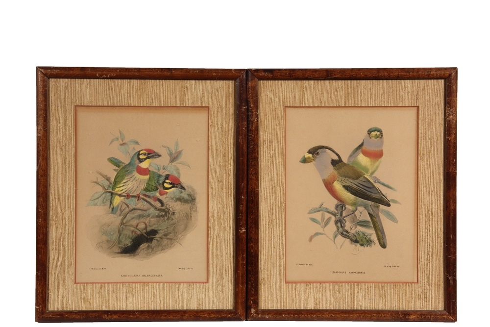 Josef Wolf | JOSEPH WOLF (1820-1899) AFTER - Two Ornithological Prints ...