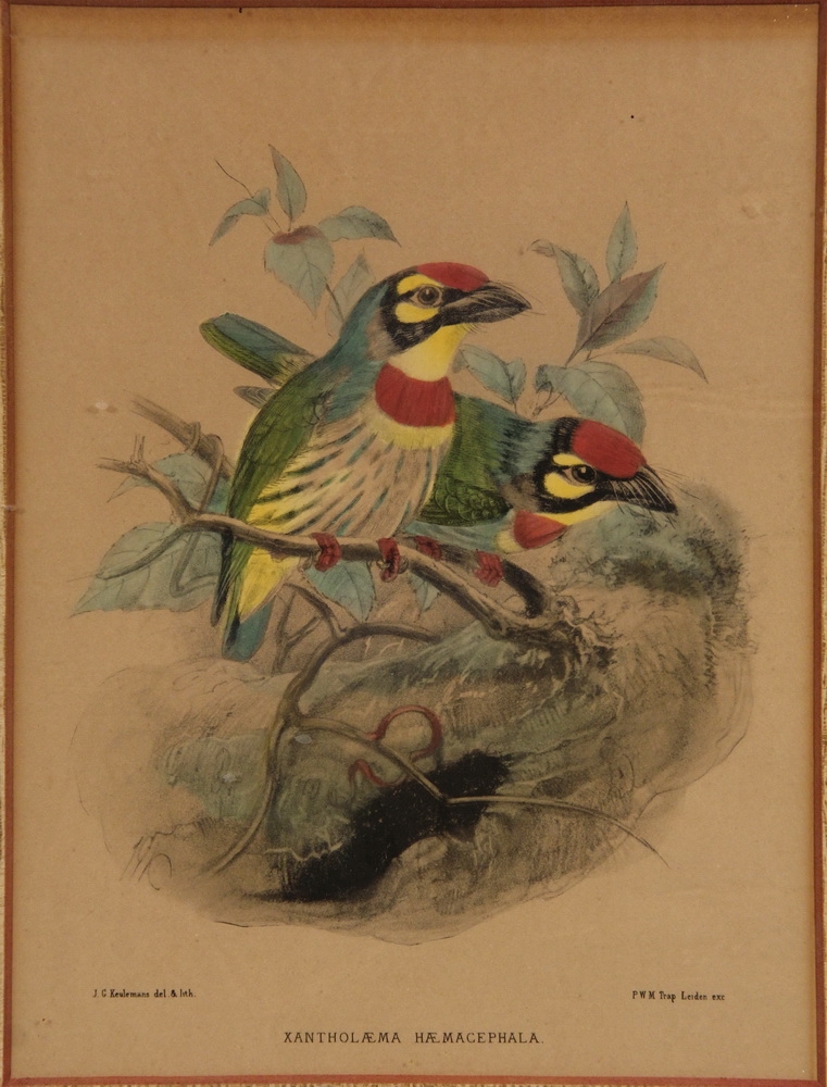 Josef Wolf | JOSEPH WOLF (1820-1899) AFTER - Two Ornithological Prints ...