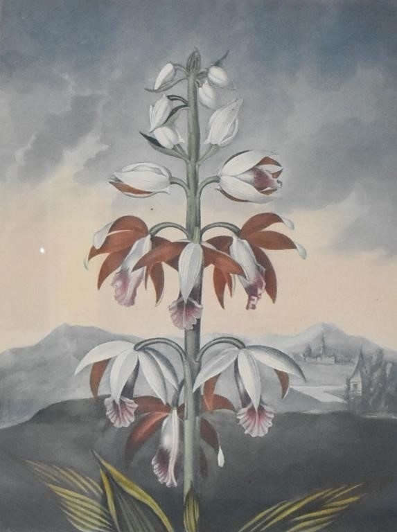 Robert Thornton Wilding | Florals | MutualArt