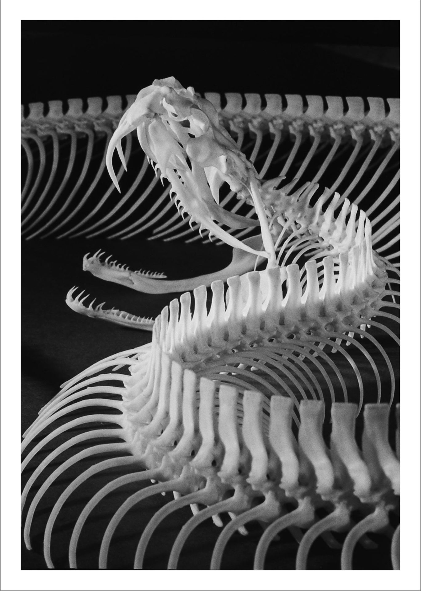 Andreas Feininger | Still life with close-up of the skeleton of a viper ...