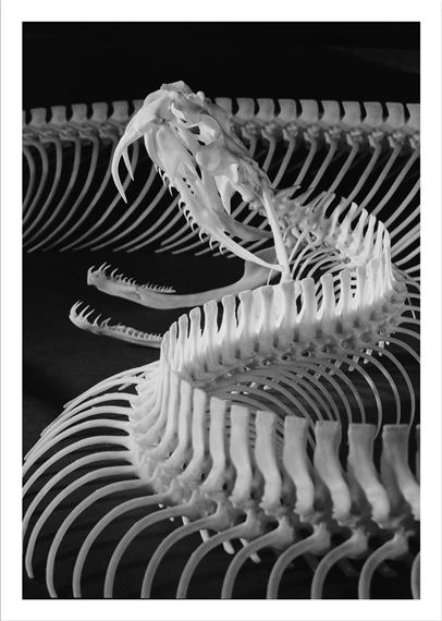Andreas Feininger | Still life with close-up of the skeleton of a viper ...