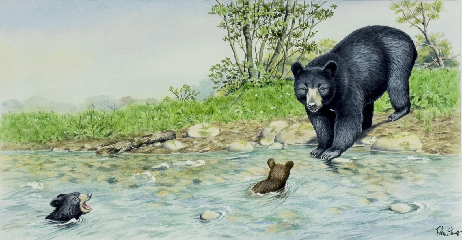 Peter Barrett | Baby Bear | MutualArt