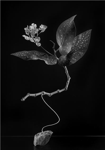 Laura Cohen: Plantas | Exhibitions | MutualArt